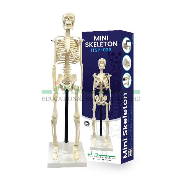 MINI-SKELETON (SET ANATOMI MINI) - ITS Educational Supplies